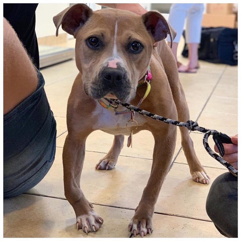 Sliding into DMs: Deity Animal Rescue - CUDDLY Blog