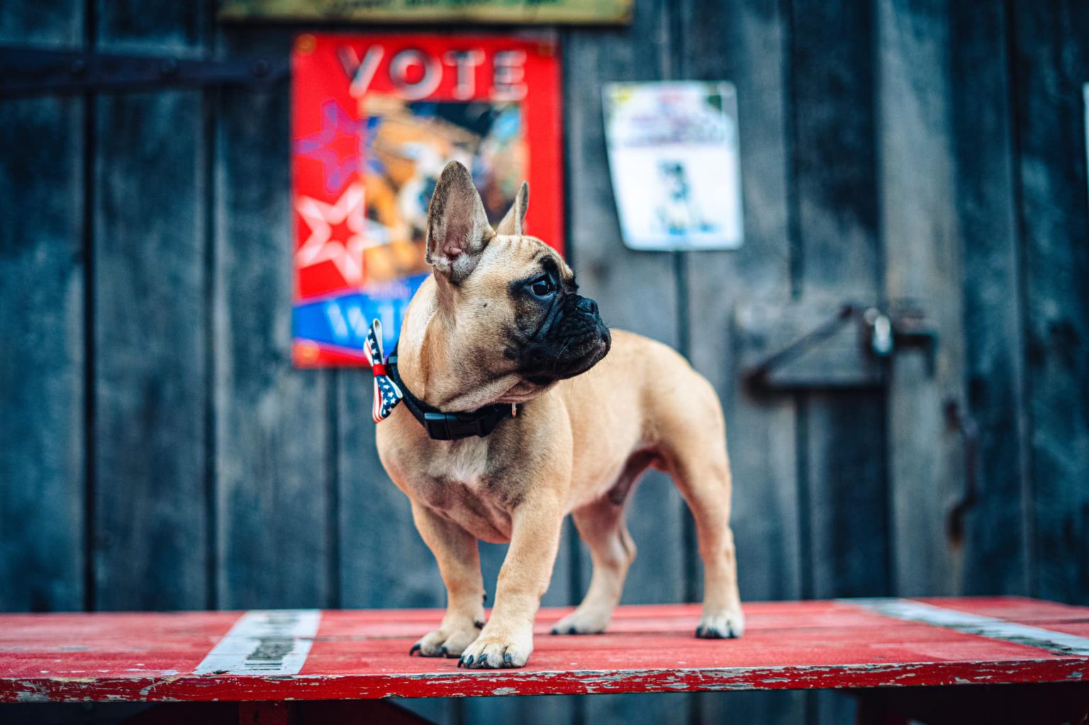 Wilbur the Frenchie, Mayor of Rabbit Hash - CUDDLY Blog