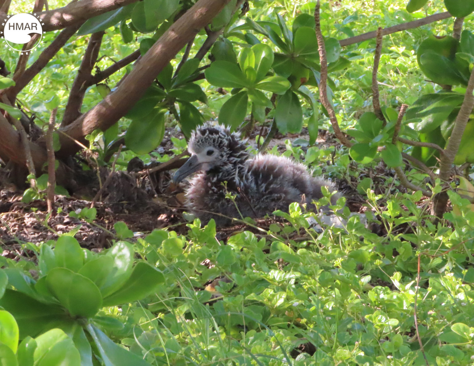 Ripples Make Waves: Hawaii Marine Animal Response - CUDDLY Blog