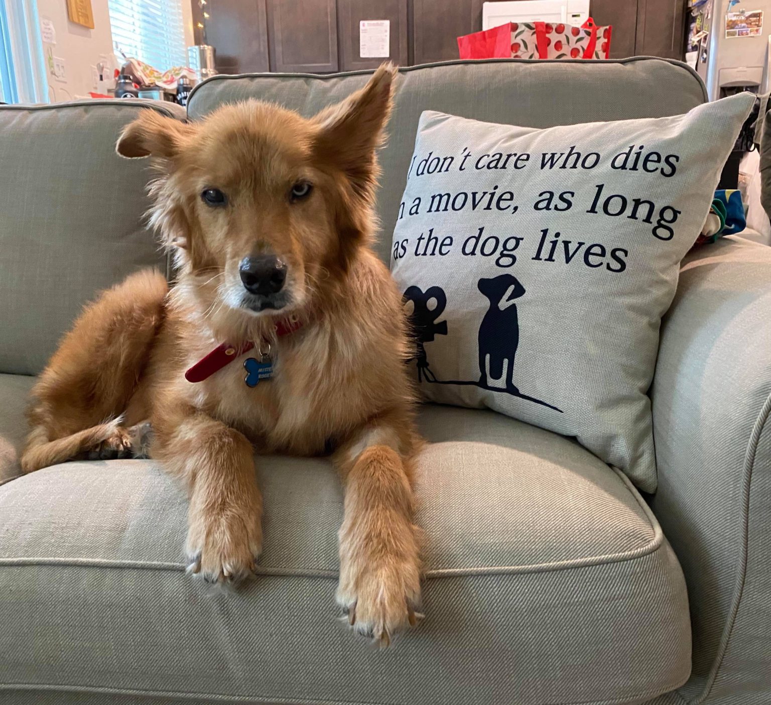 Professors of Love: At-Choo Foundation - CUDDLY Blog