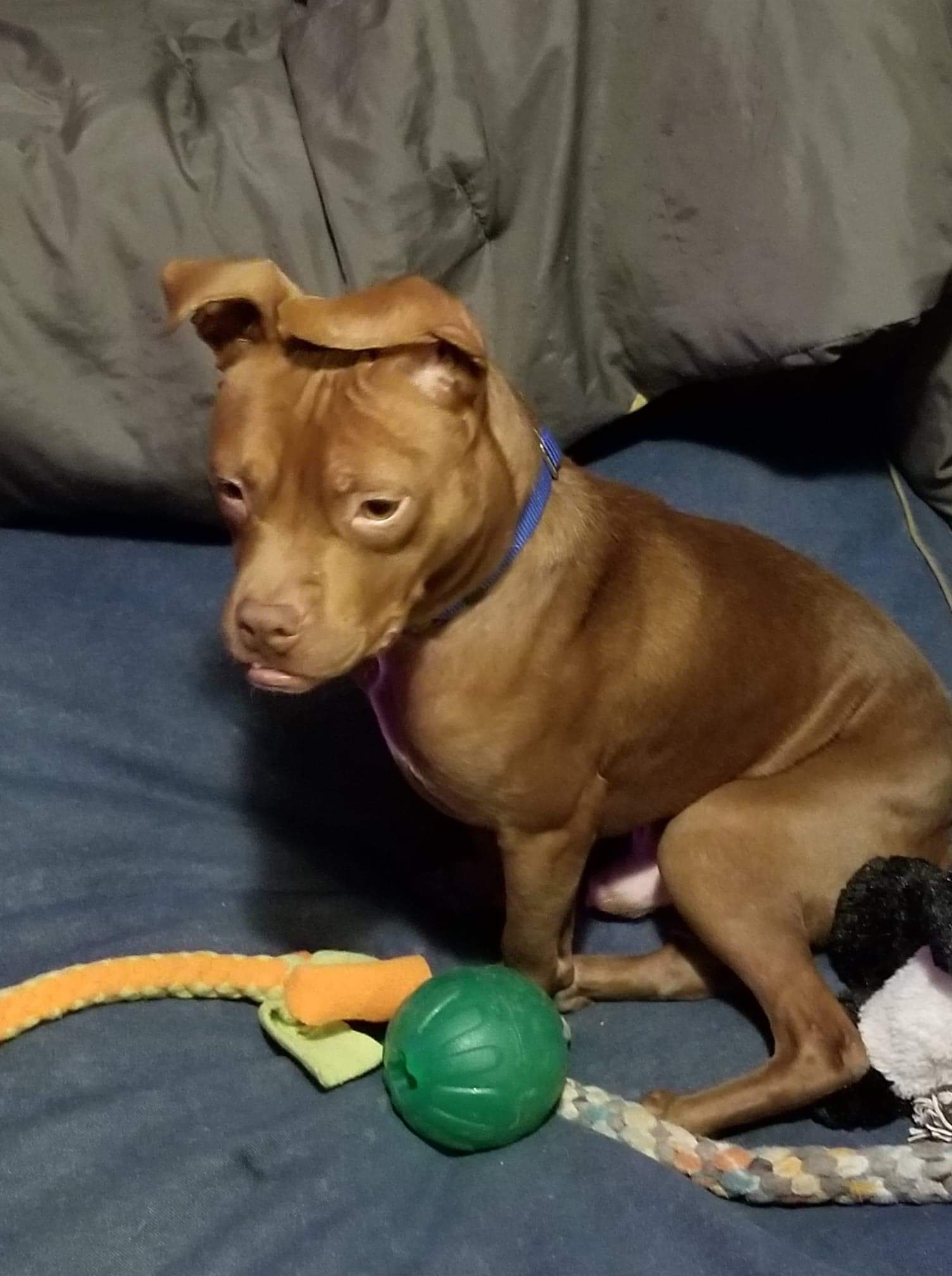 Saving the Perfectly Imperfect: Wings of Freedom Animal Rescue - CUDDLY ...