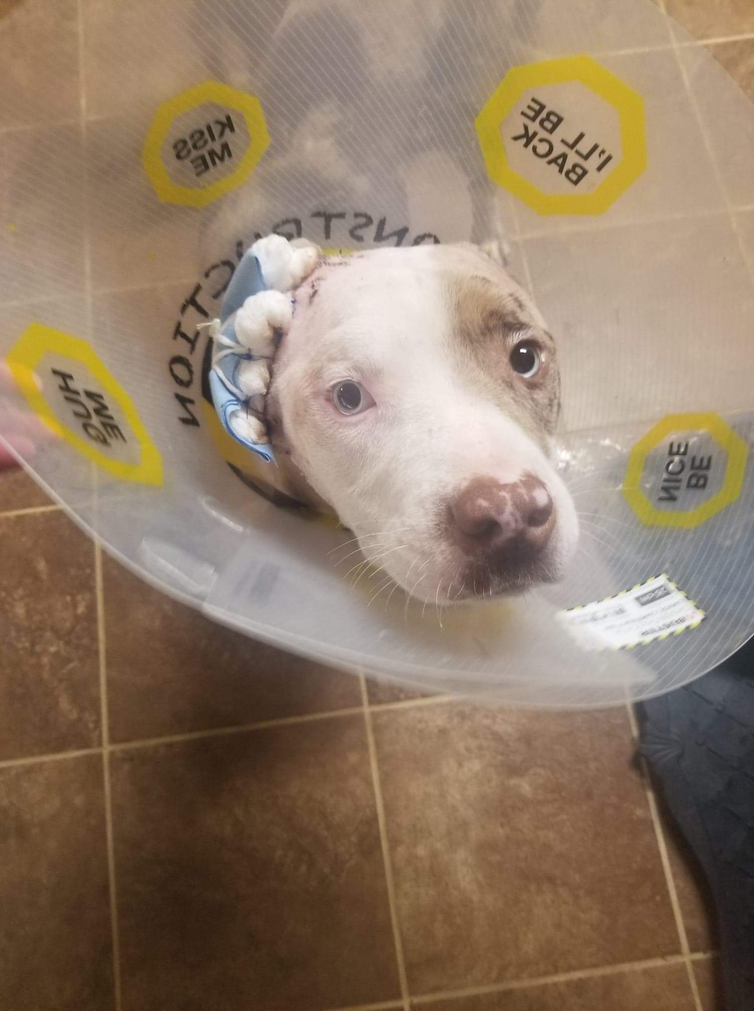 Saving the Perfectly Imperfect: Wings of Freedom Animal Rescue - CUDDLY ...