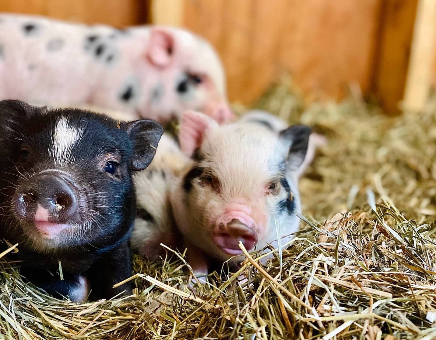 The Friendly Vegan: Riley Farm Rescue - CUDDLY Blog