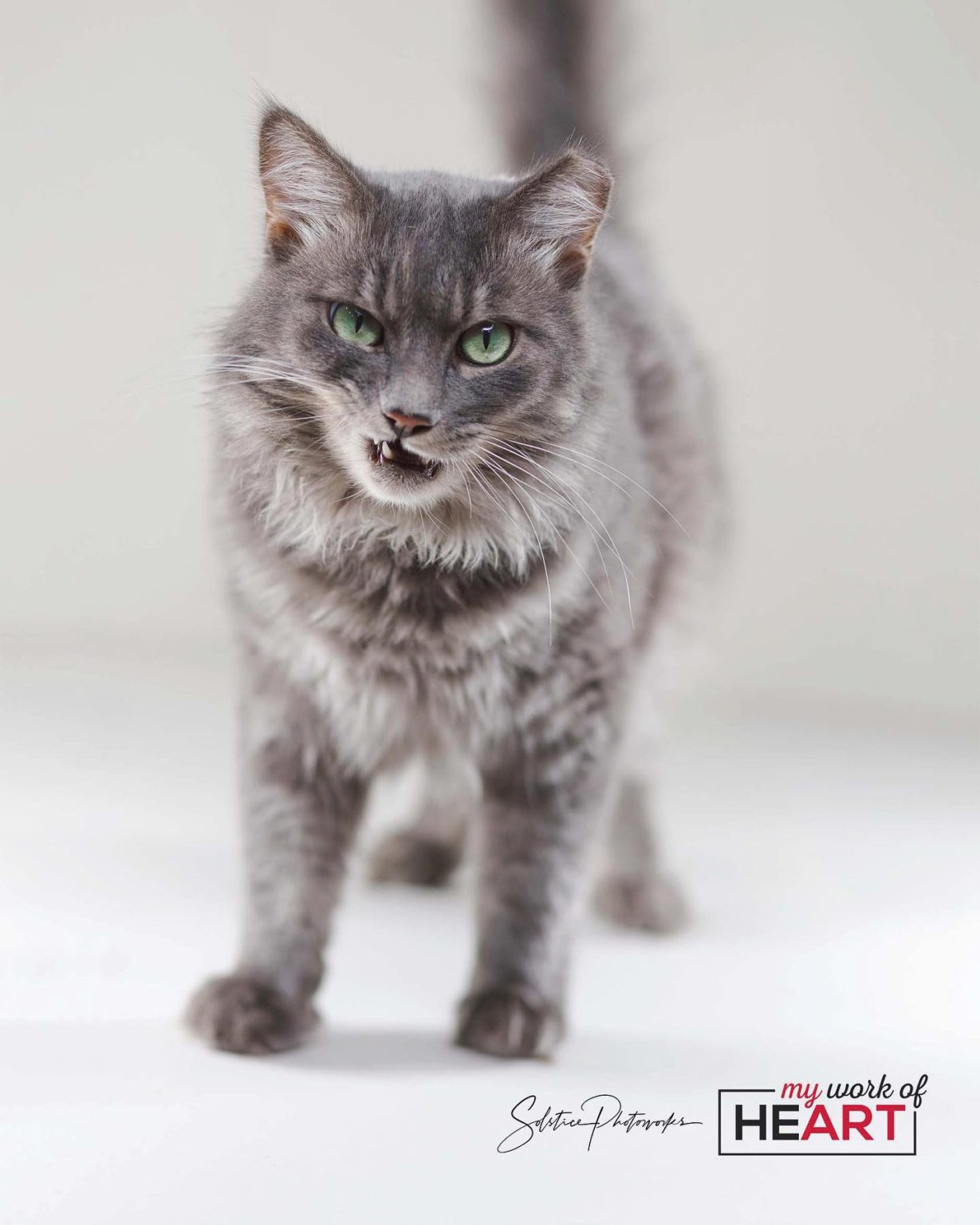 Kinder Cat Relations: Stray Paws Animal Haven - CUDDLY Blog