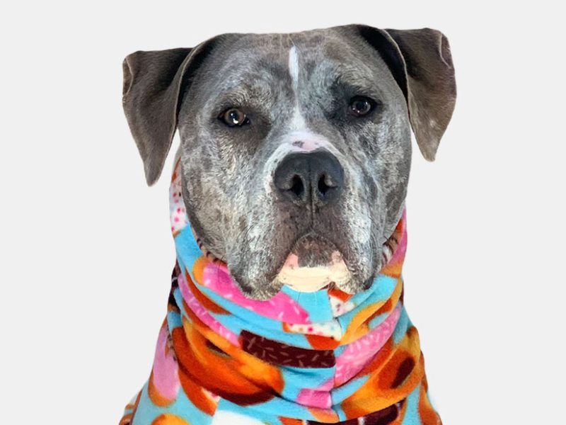 Project Freedom Ride - CUDDLY Blog