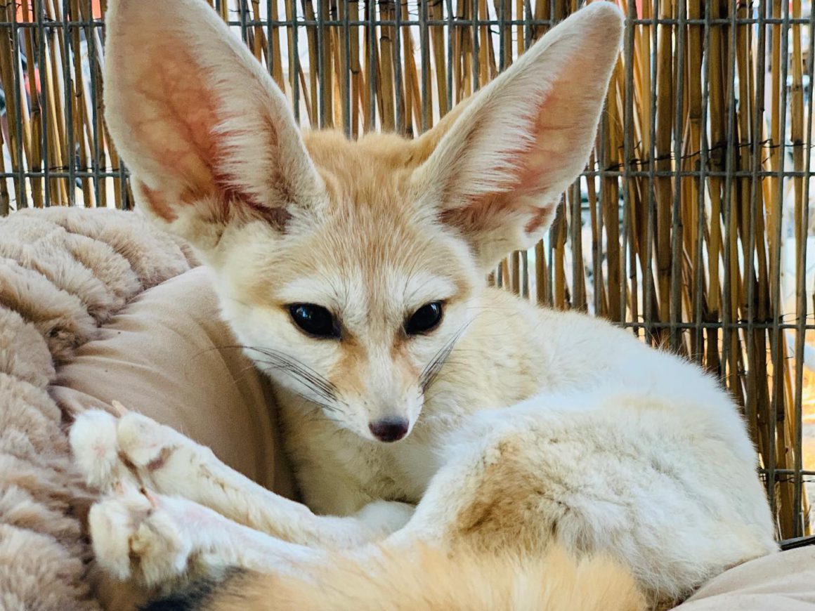 Be Like a Pit bull: Fiona Animal Refuge Of Hidalgo - CUDDLY Blog