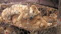 10 Things You Didn't Know About the Dog Meat Trade - CUDDLY Blog