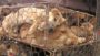10 Things You Didn't Know About the Dog Meat Trade - CUDDLY Blog