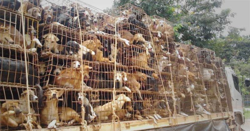 10 Things You Didn't Know About the Dog Meat Trade - CUDDLY Blog