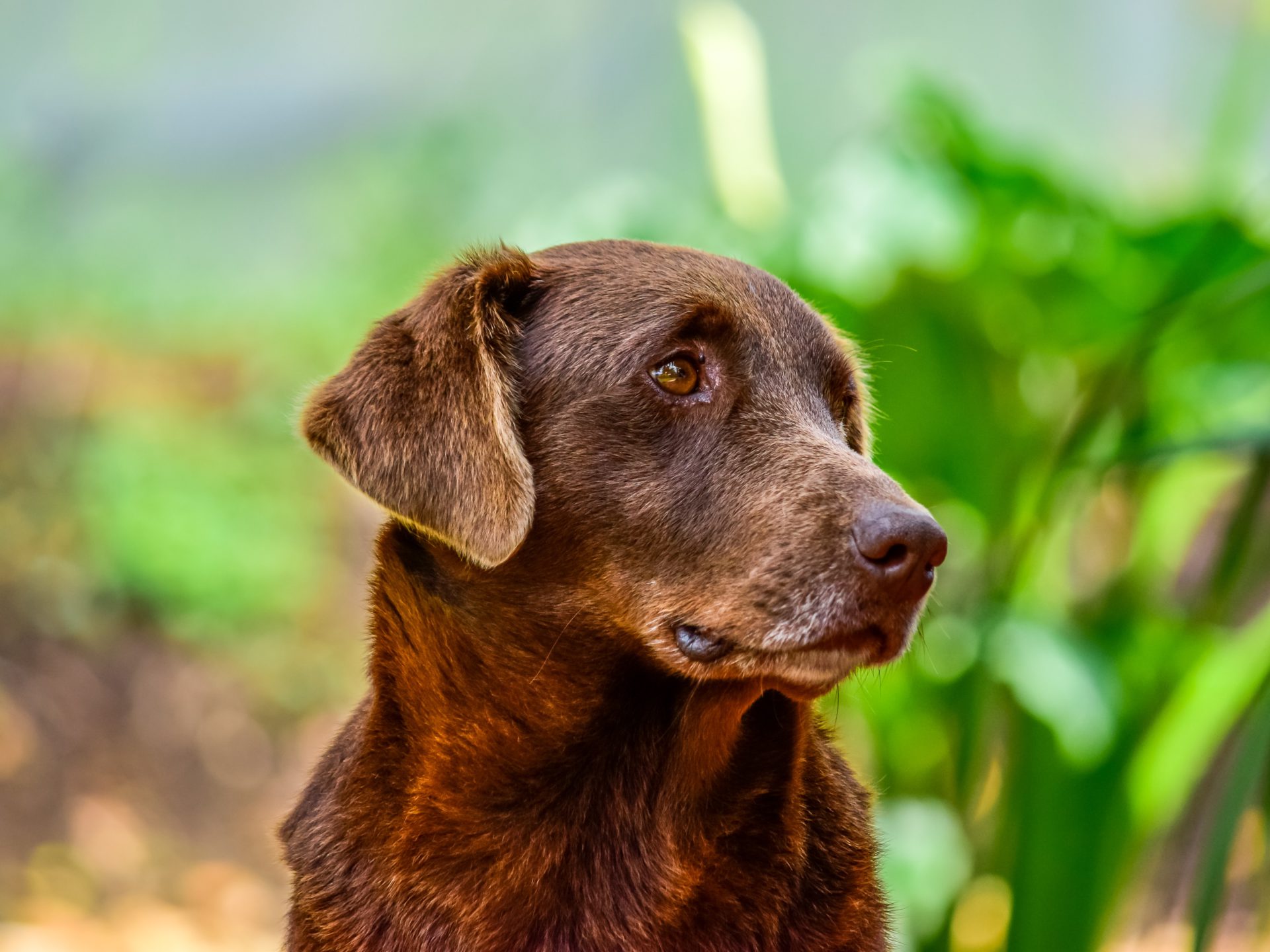 Big Black Dog Syndrome CUDDLY Blog Big Black Dog Syndrome CUDDLY Blog