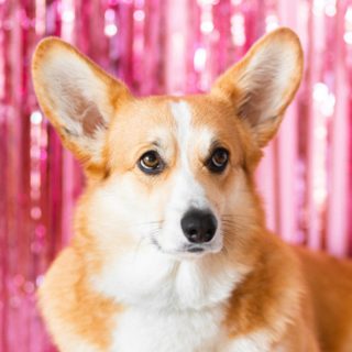 Pets Spreading Cheer - CUDDLY Blog