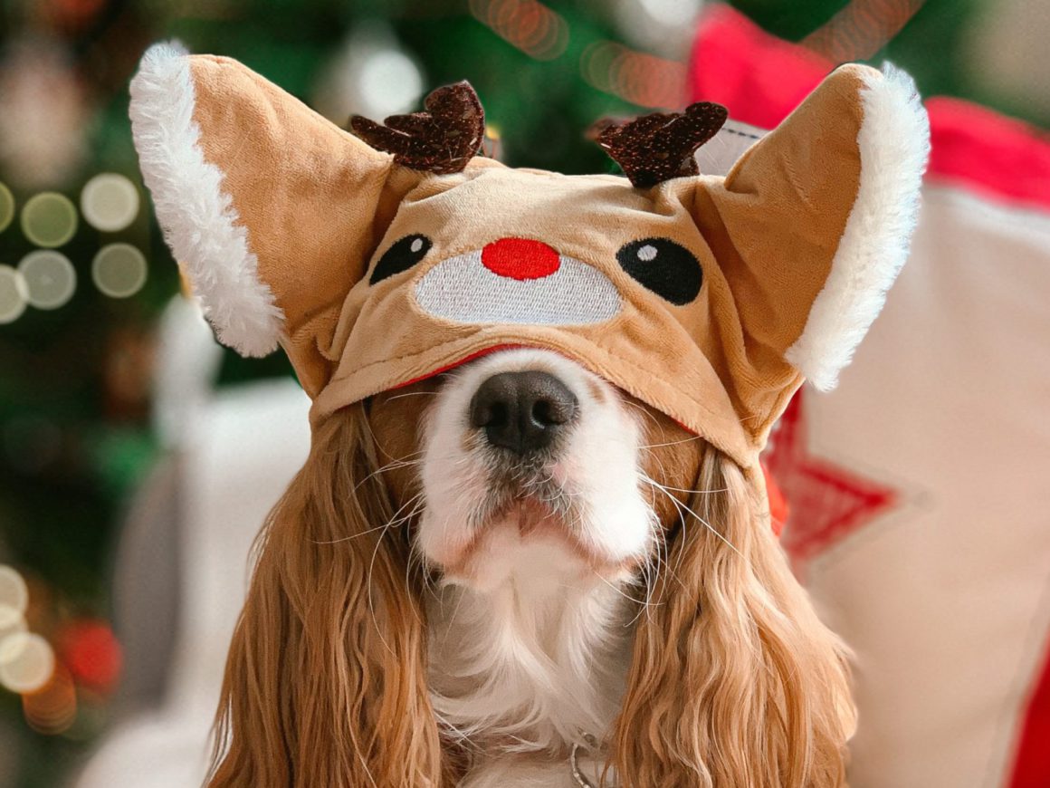 Pets Spreading Cheer - CUDDLY Blog