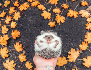 12 Animals Giving Main Character Energy - CUDDLY Blog