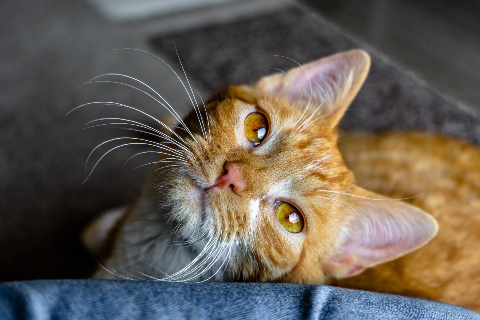Excessive Meowing In Cats Explained (Causes And Solutions) - CUDDLY Blog
