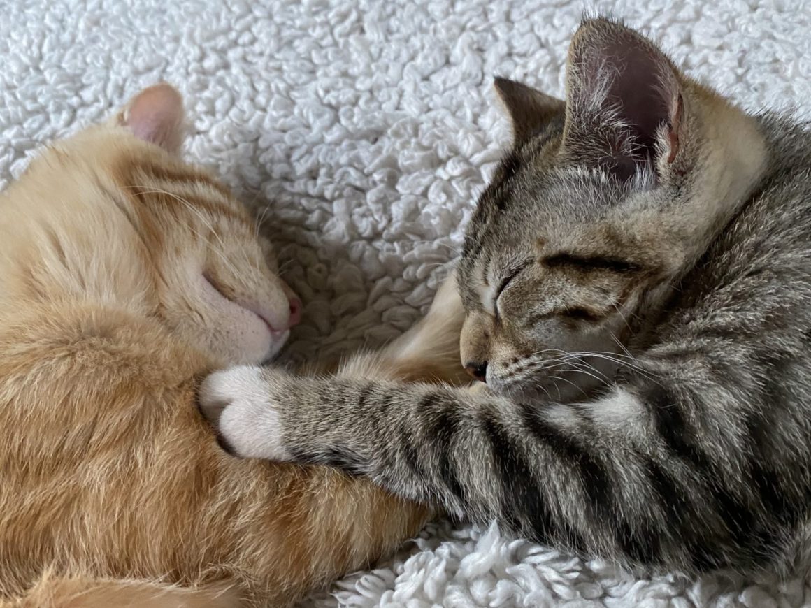 Paw It Forward: 10 Pet Brands That Give Back - CUDDLY Blog