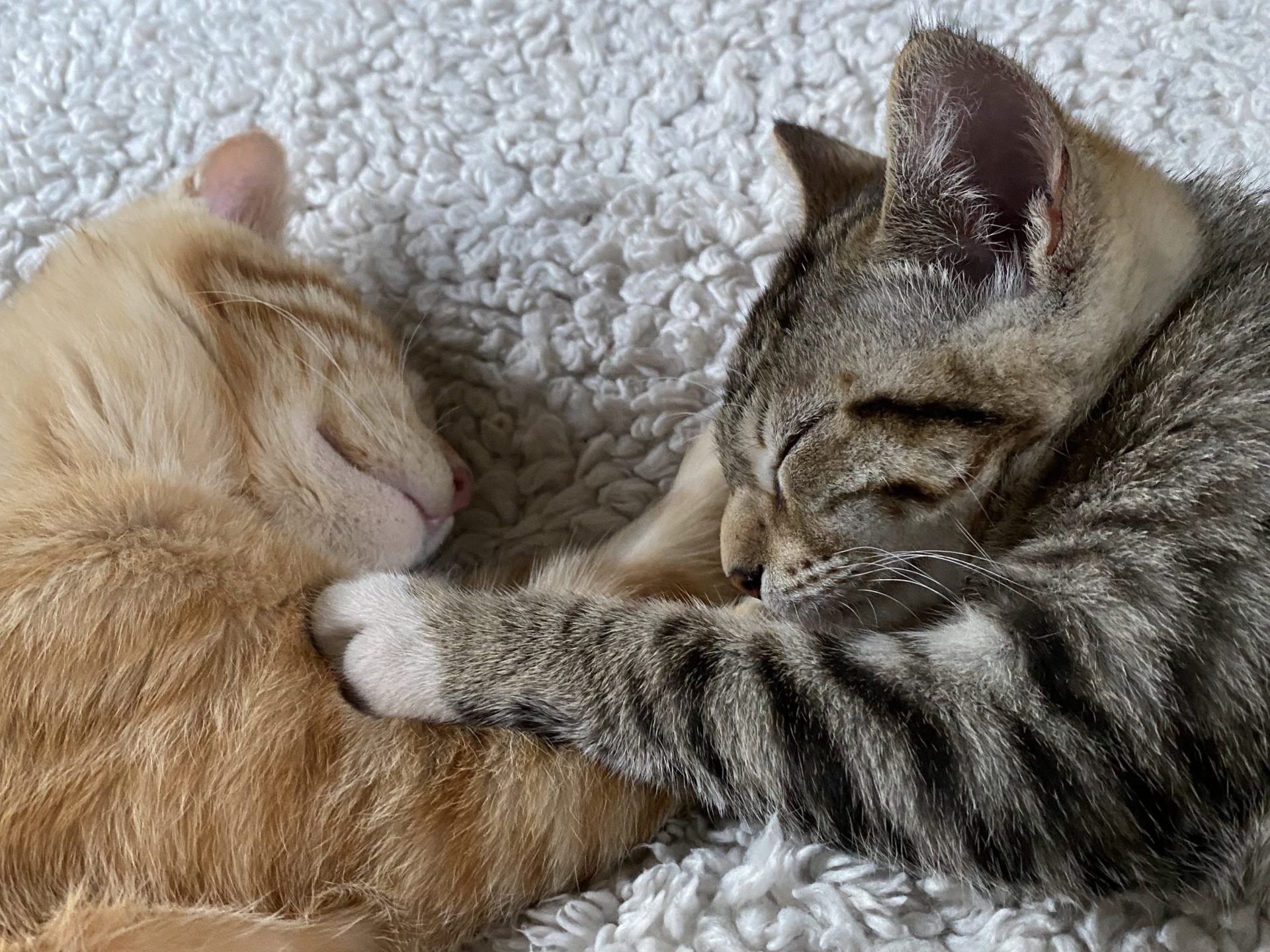 Kitten Season and Why it Matters - CUDDLY Blog