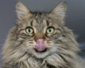 Food Aggression in Cats: What You Need to Know - CUDDLY Blog