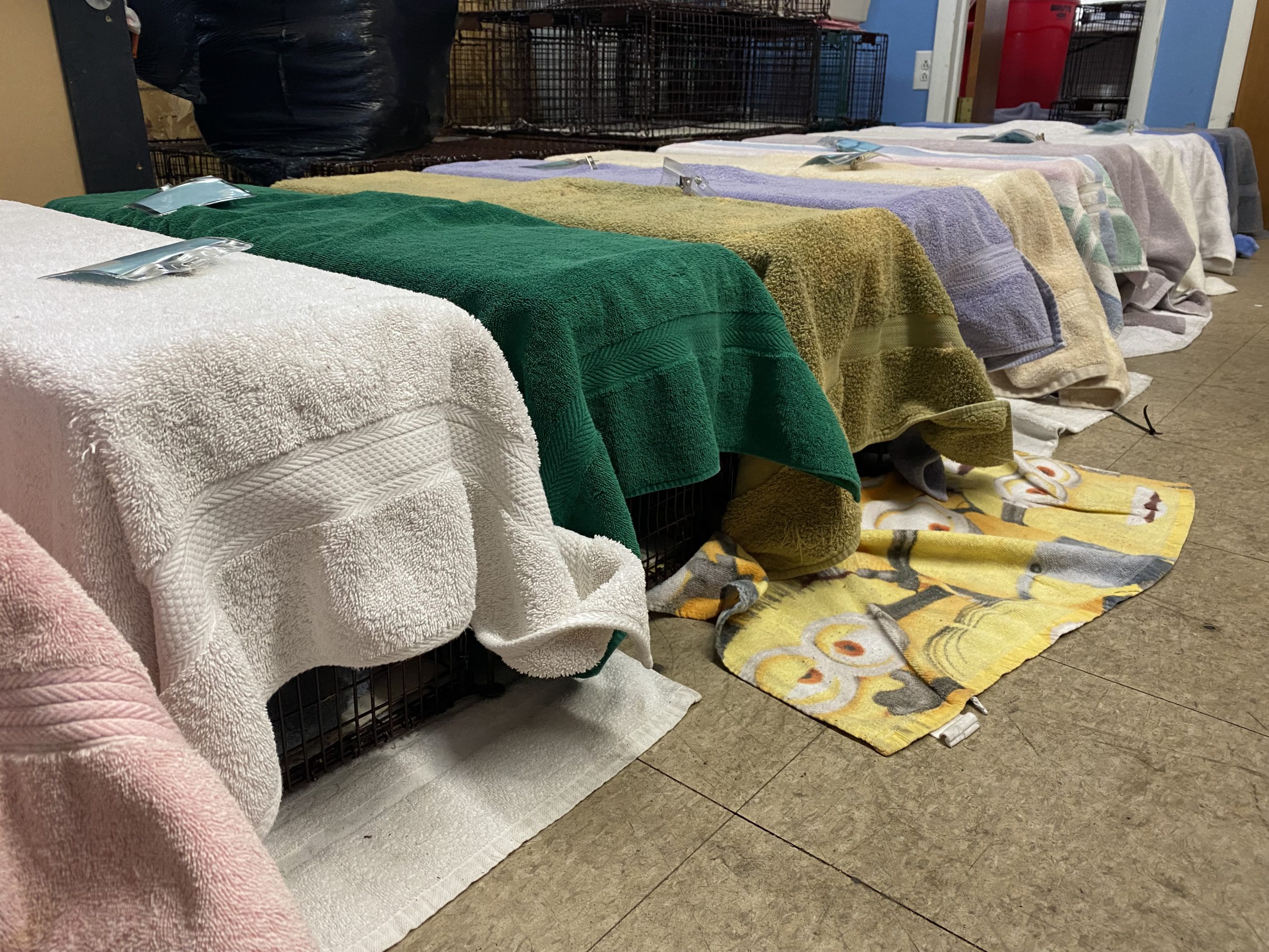 Saving Animals Today Pet Pantry - CUDDLY Blog