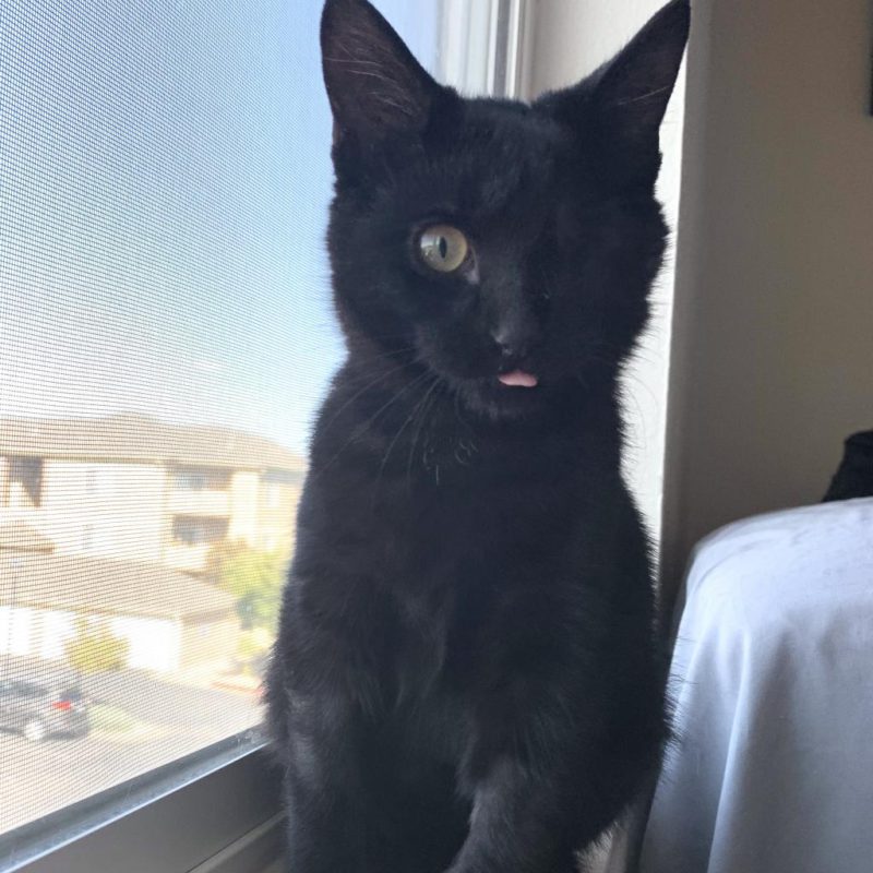 Saving Animals Today Pet Pantry - CUDDLY Blog