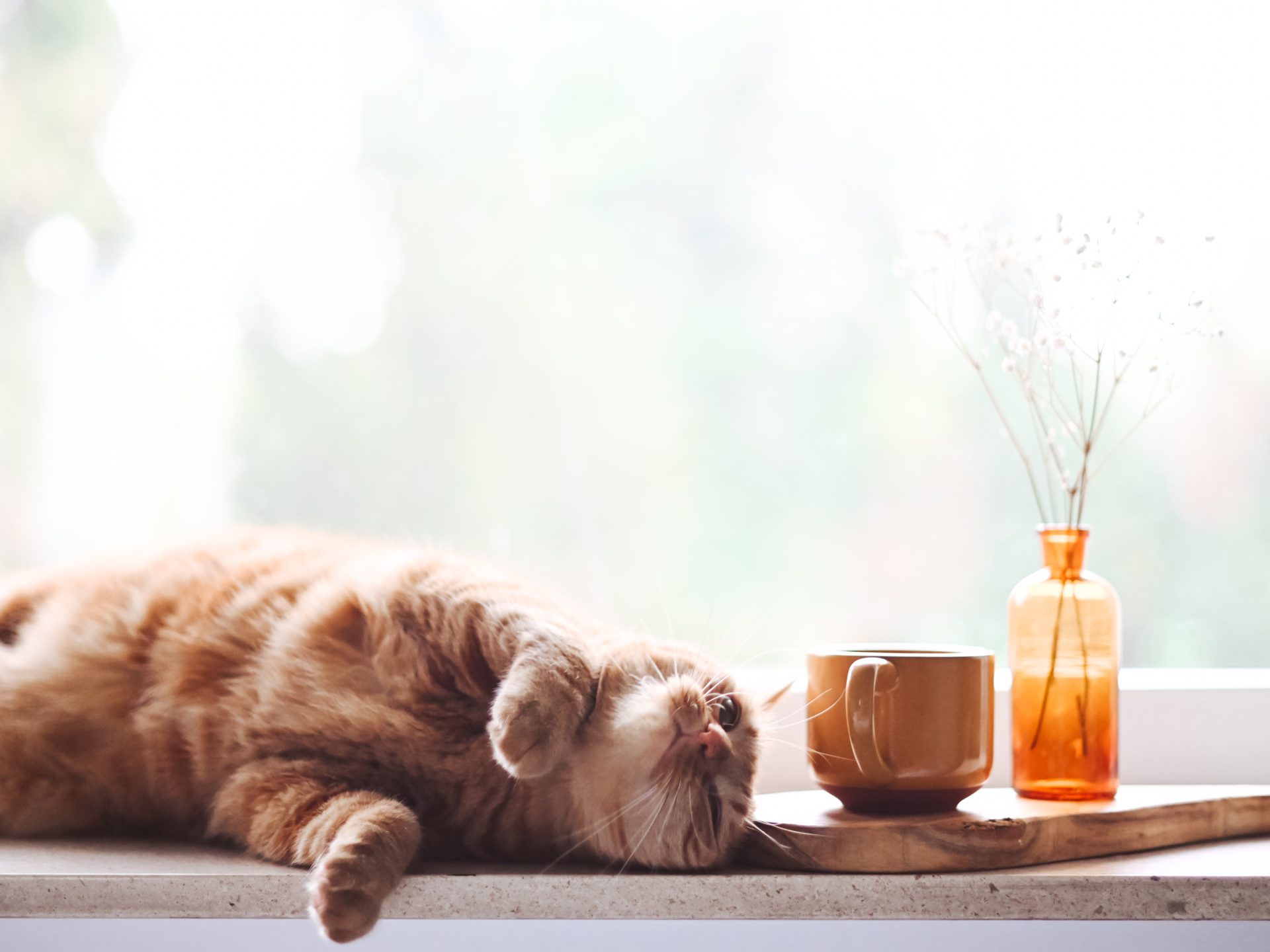 Pets Spreading Cheer - CUDDLY Blog