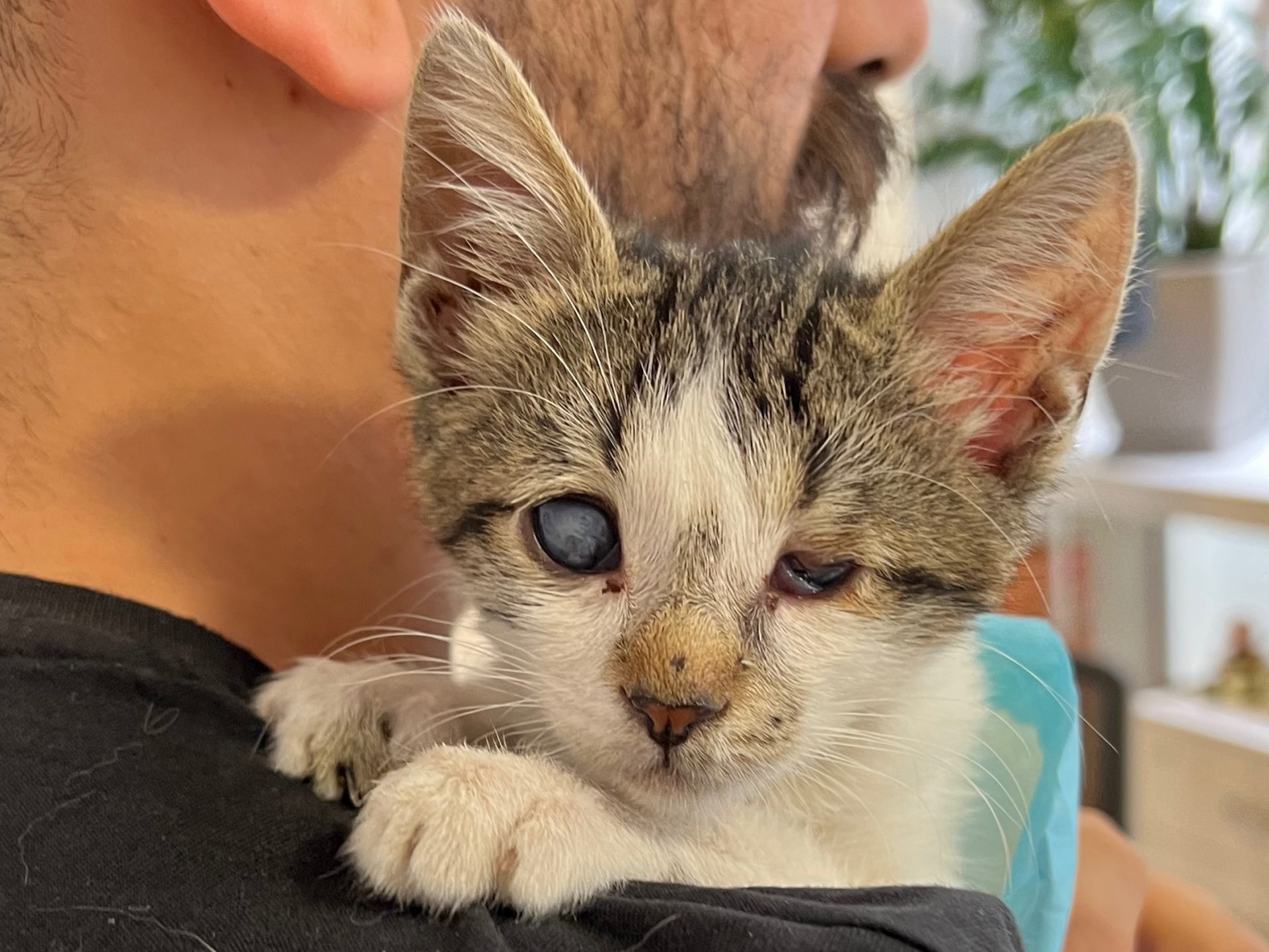 Celebrating National Mutt Day - CUDDLY Blog