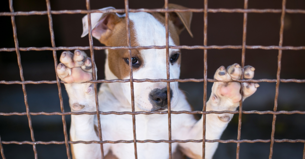 What is a Puppy Mill? How Do We Stop Them? - CUDDLY Blog