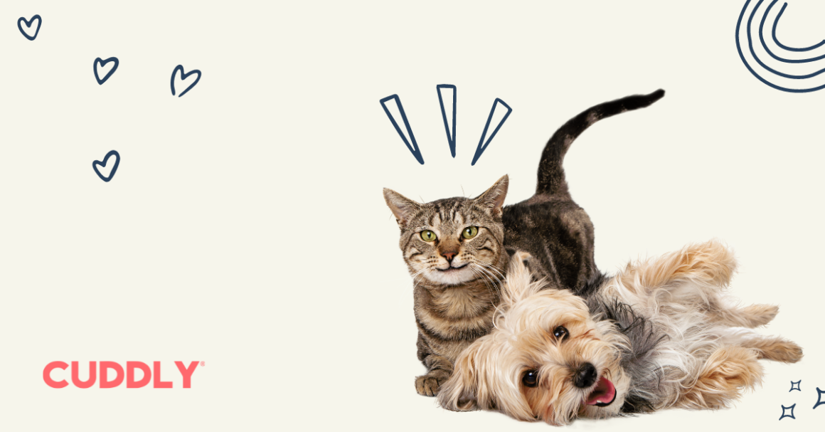How To Introduce A Dog To A Cat: A Simple Guide - CUDDLY Blog