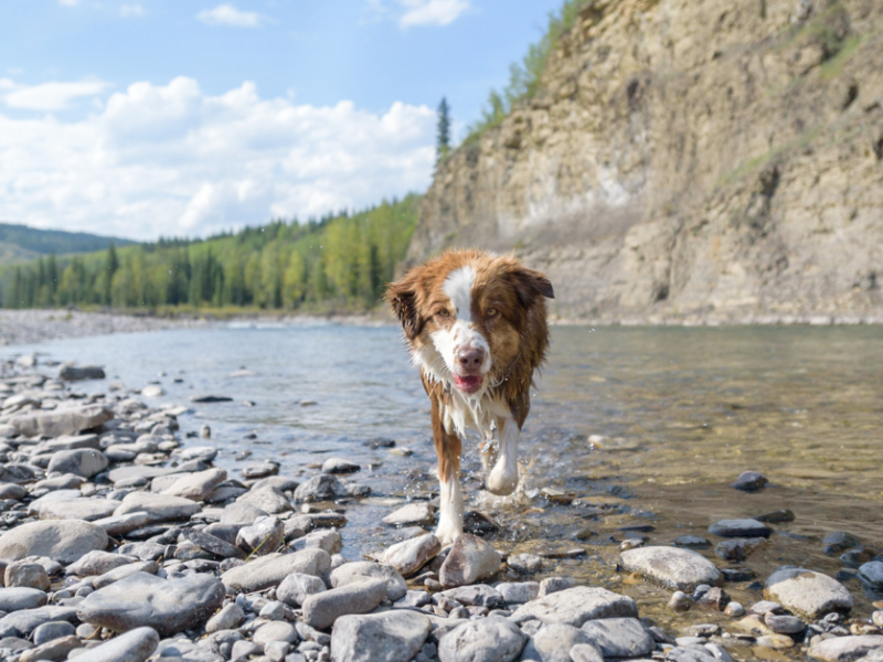 Tips For A Shiny Dog Coat - CUDDLY Blog