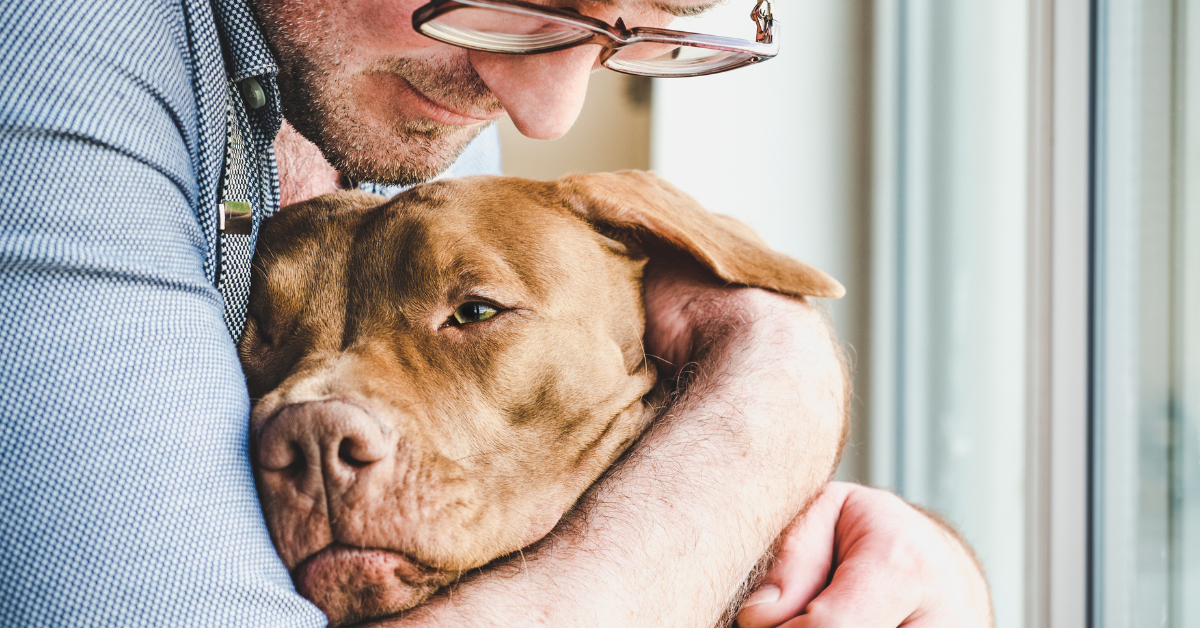 Pets Anxiety: What You Need to Know and How You Can Help - CUDDLY Blog