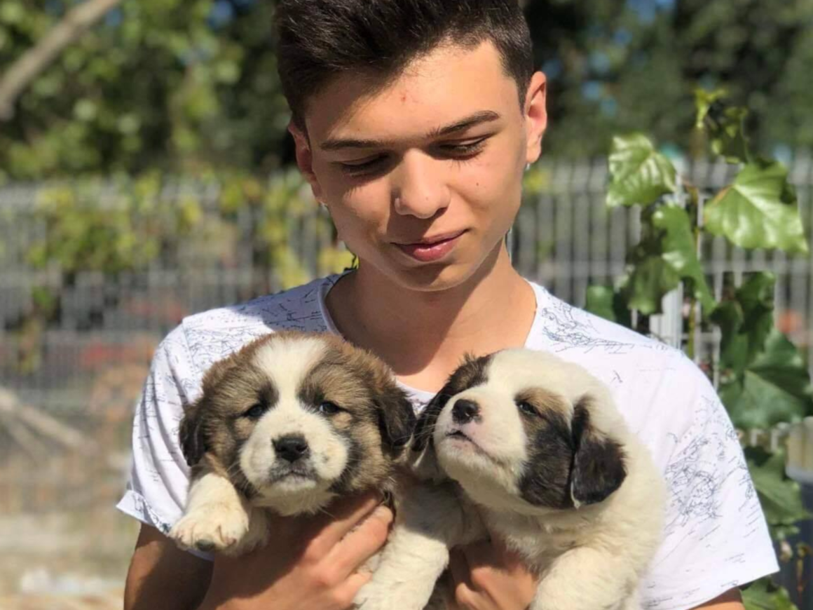 Animal Rescue vs. Animal Shelter: What’s the Difference? - CUDDLY Blog