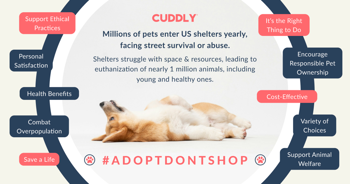Reasons to Adopt a Shelter Animal - CUDDLY Blog
