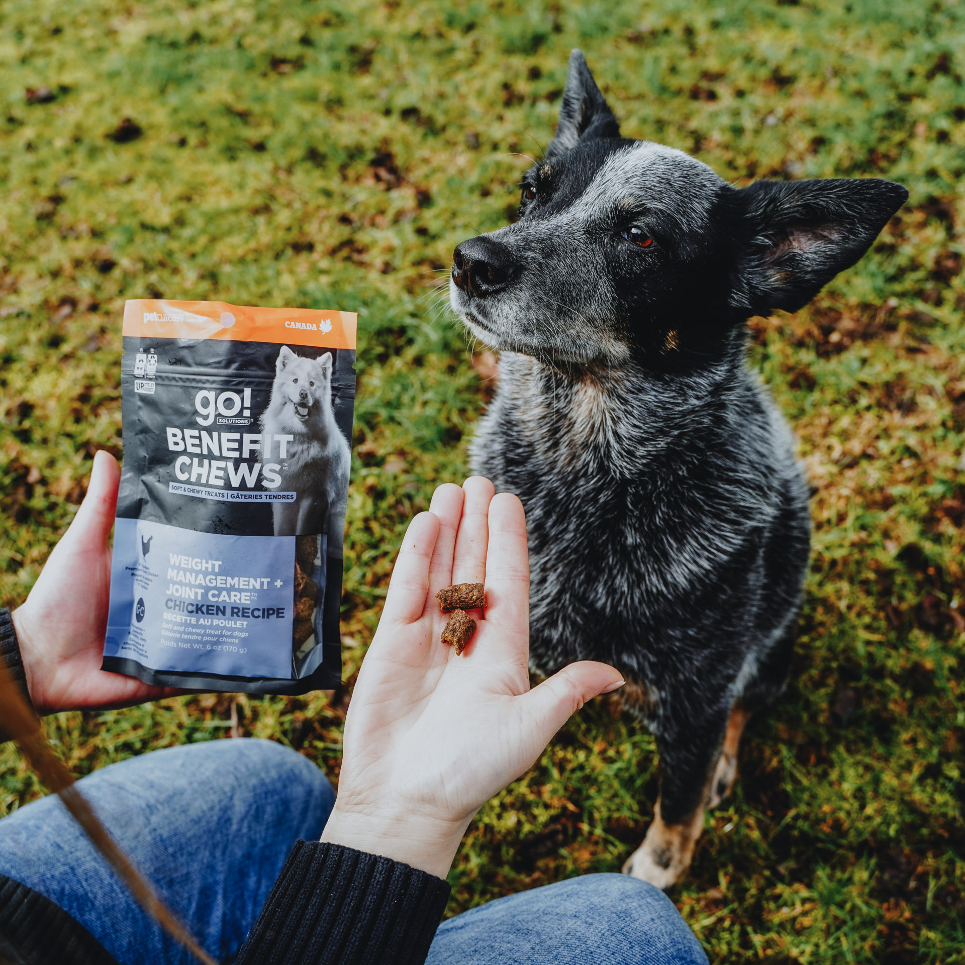 9 Best Pet Adoption Websites: From Online Adoption To Fundraising