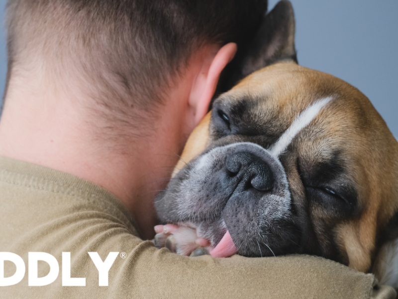 Explaining the shelter euthanasia process and why some shelters do it ...