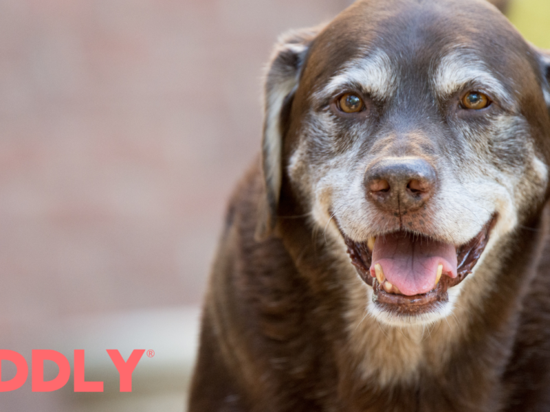 Explaining the shelter euthanasia process and why some shelters do it ...