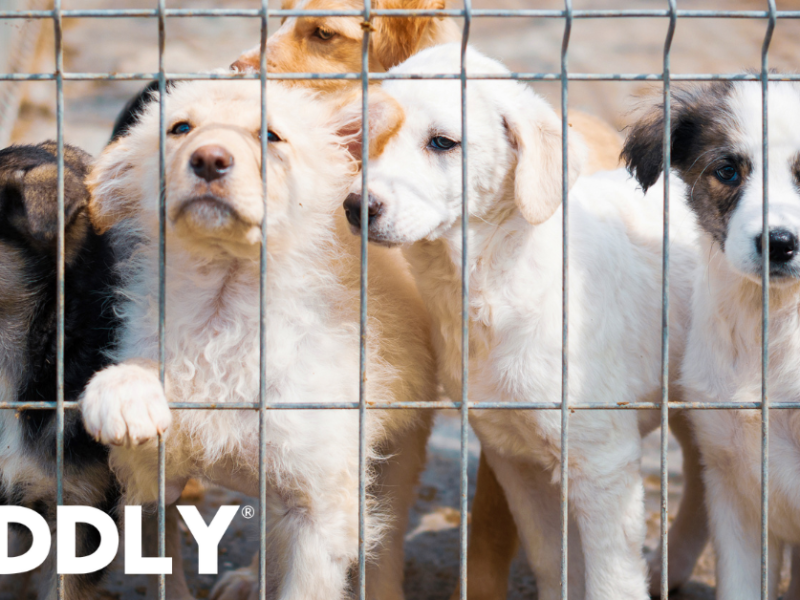 Explaining the shelter euthanasia process and why some shelters do it ...