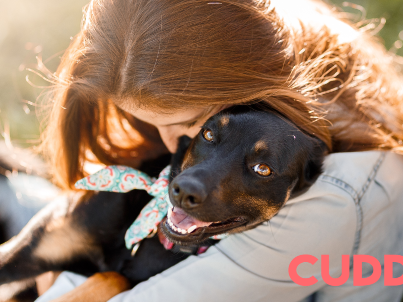 Explaining the shelter euthanasia process and why some shelters do it ...